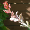Basic Crape Myrtle Care - Crape Myrtle Trails of McKinney, Texas