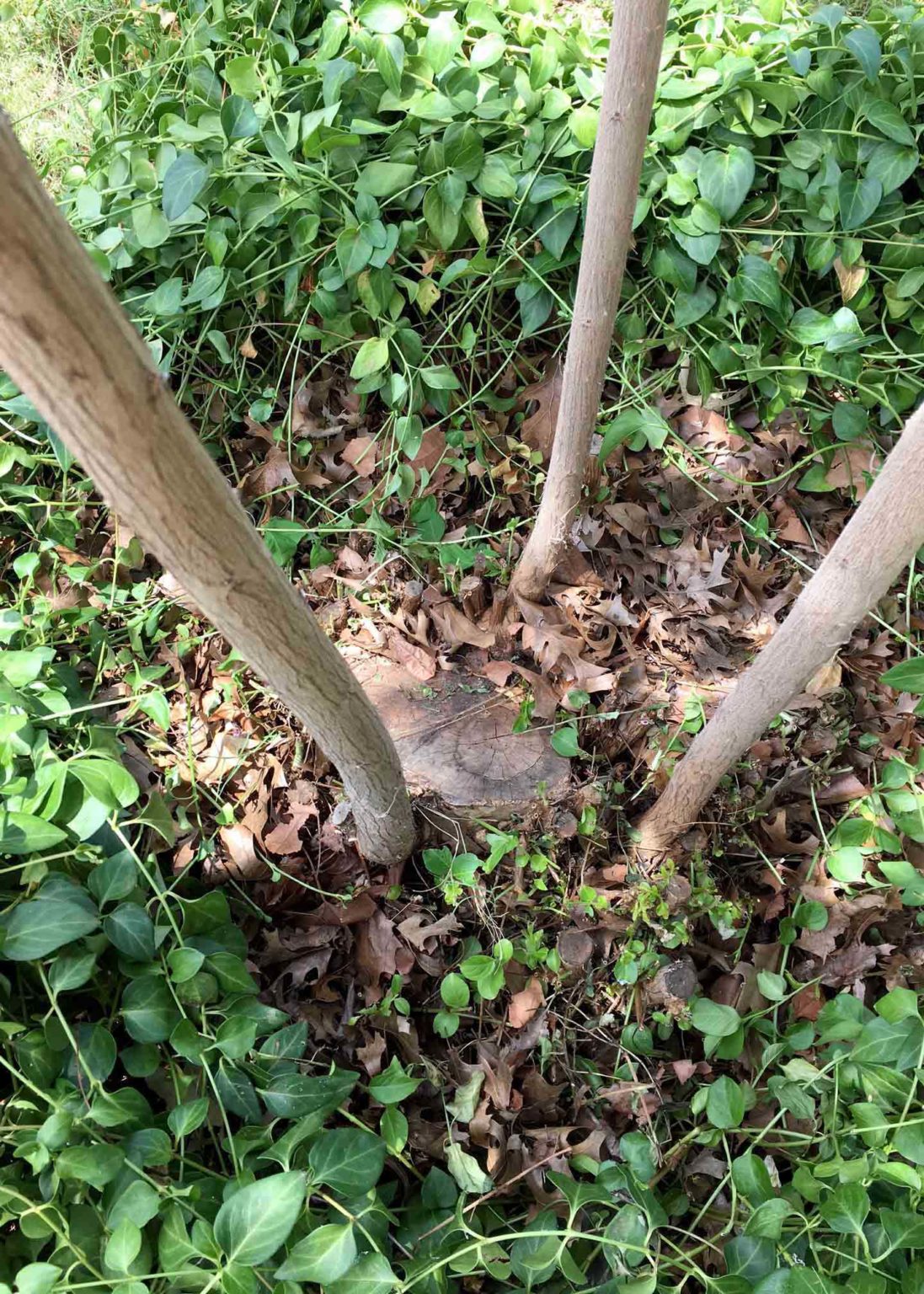 Basic Crape Myrtle Care - Crape Myrtle Trails of McKinney, Texas