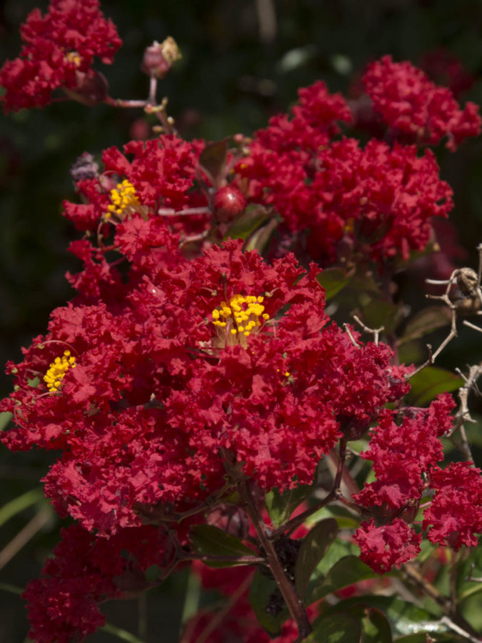 Best Crape Myrtles by Size - Crape Myrtle Trails of McKinney, Texas