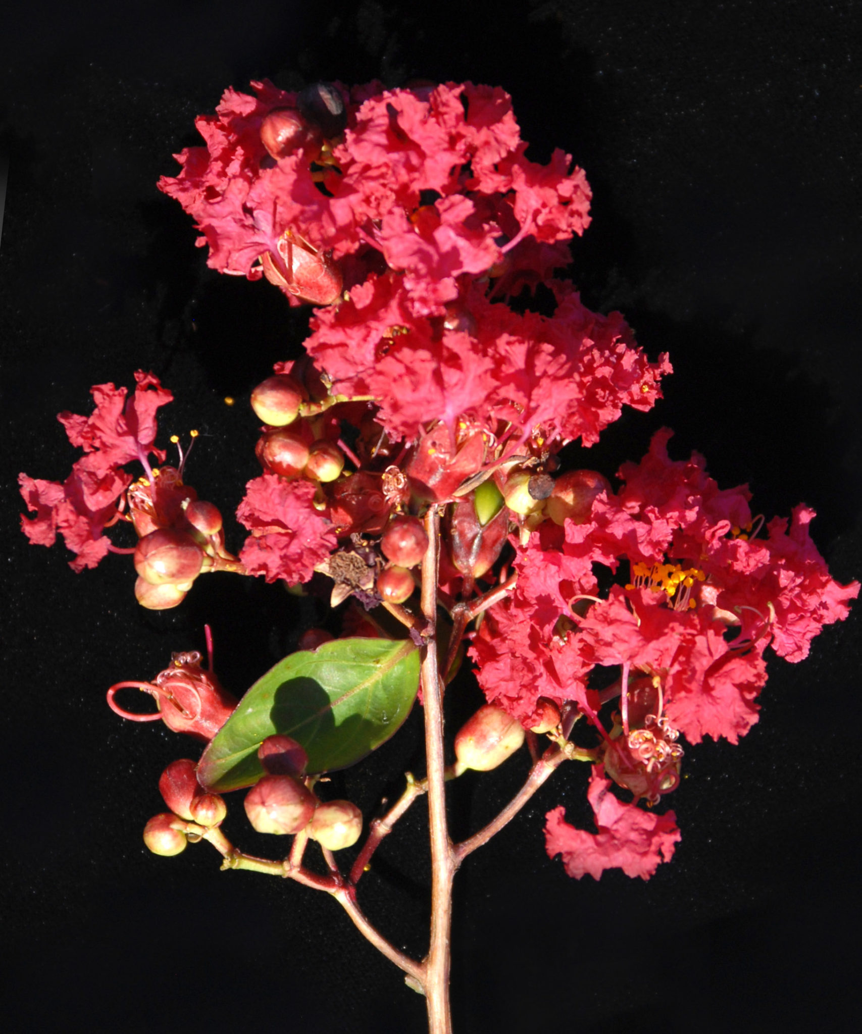 Best Crape Myrtles by Size - Crape Myrtle Trails of McKinney, Texas
