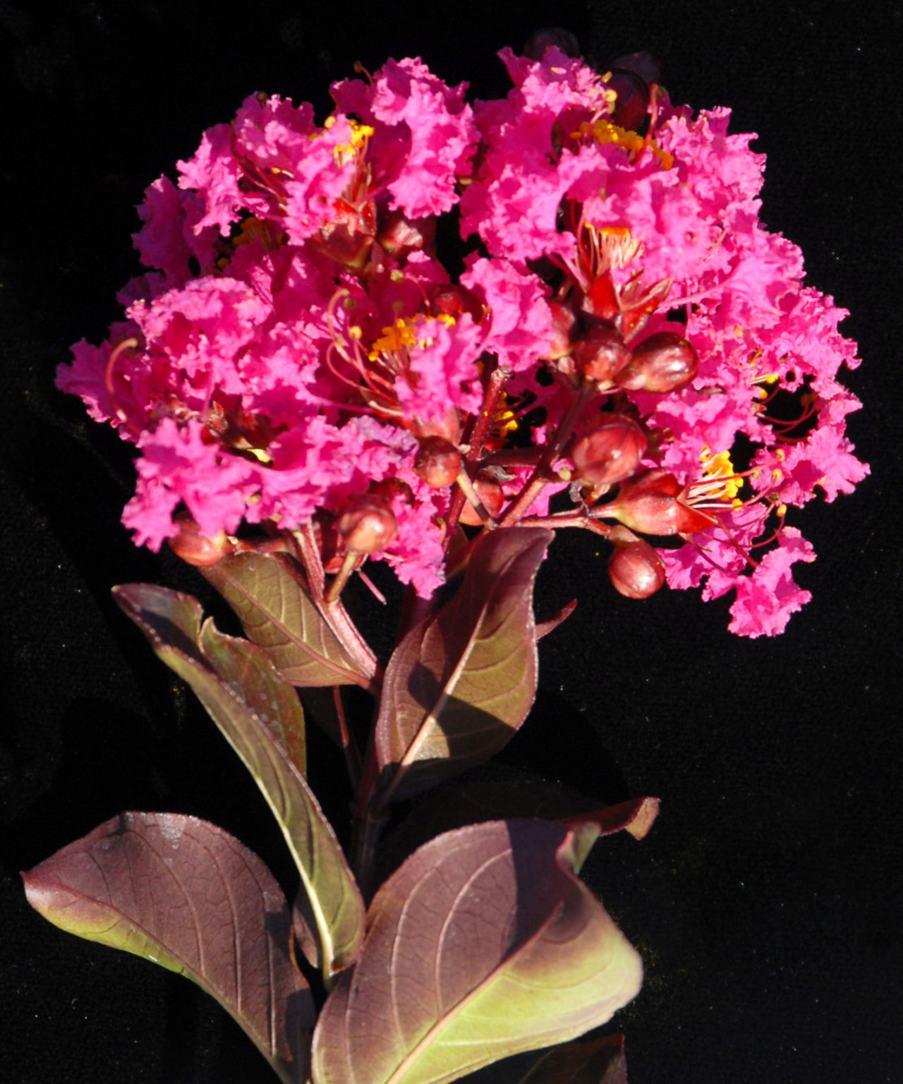 Best Crape Myrtles by Size - Crape Myrtle Trails of McKinney, Texas
